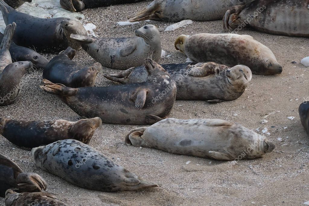 La foca portuaria, también conocida como foca común, es una verdadera ...