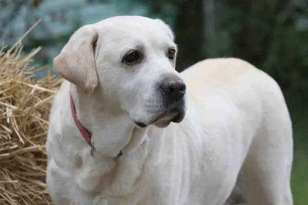 Fat labrador retriever Stock Photos, Royalty Free Fat labrador ...