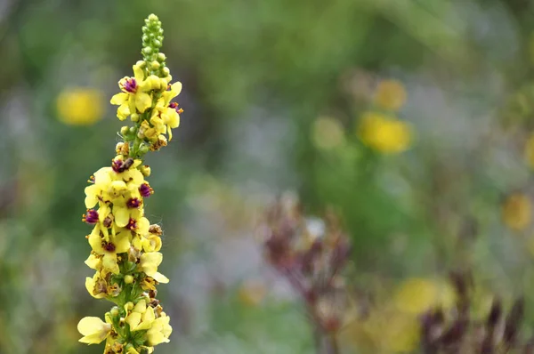 yellow single mullein flower mullein in the meadow close-up beauty in ...