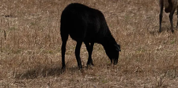 Black african bite Stock Photos, Royalty Free Black african bite Images ...