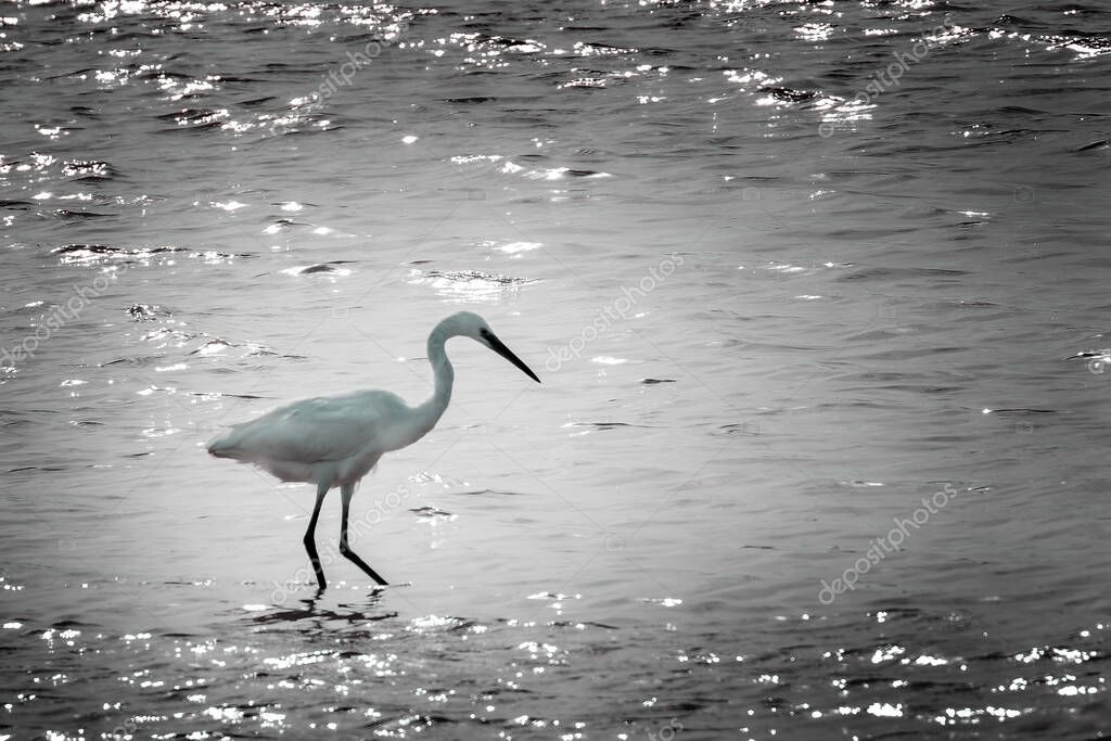 Pájaro Garceta (Egretta garzetta) alimentándose en un estuario de ...