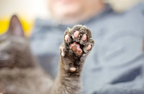 Right paw Stock Photos, Royalty Free Right paw Images | Depositphotos