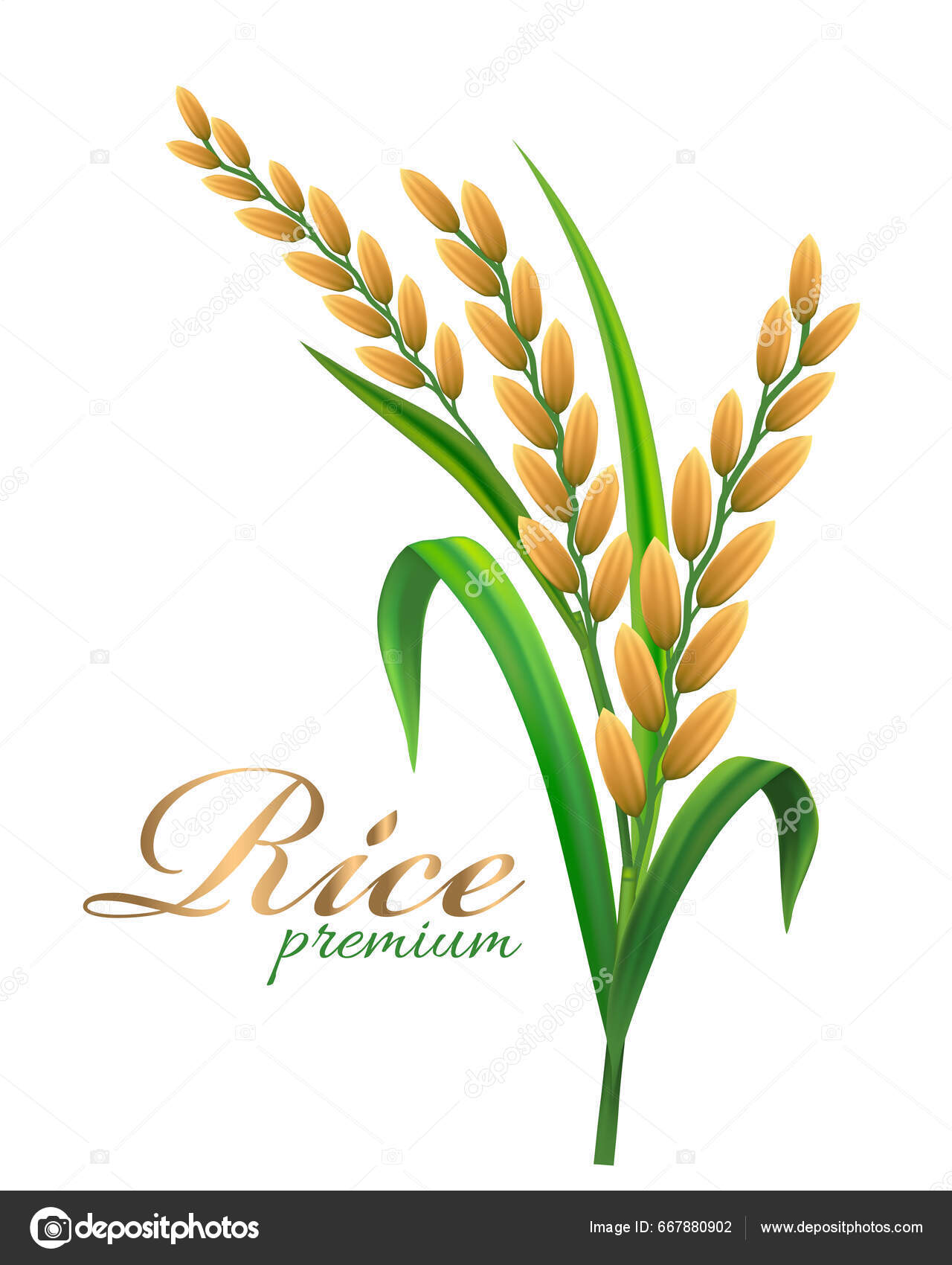Rice Plant Logo Vector