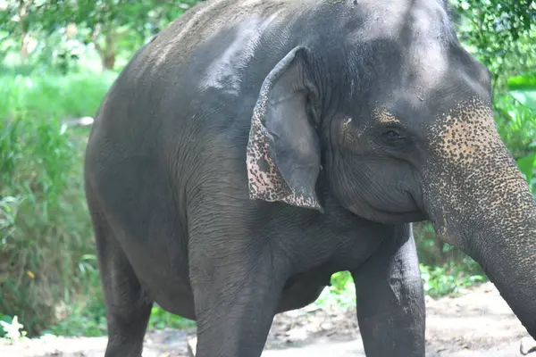 Asia gajah liar Stock Photos, Royalty Free Asia gajah liar Images ...