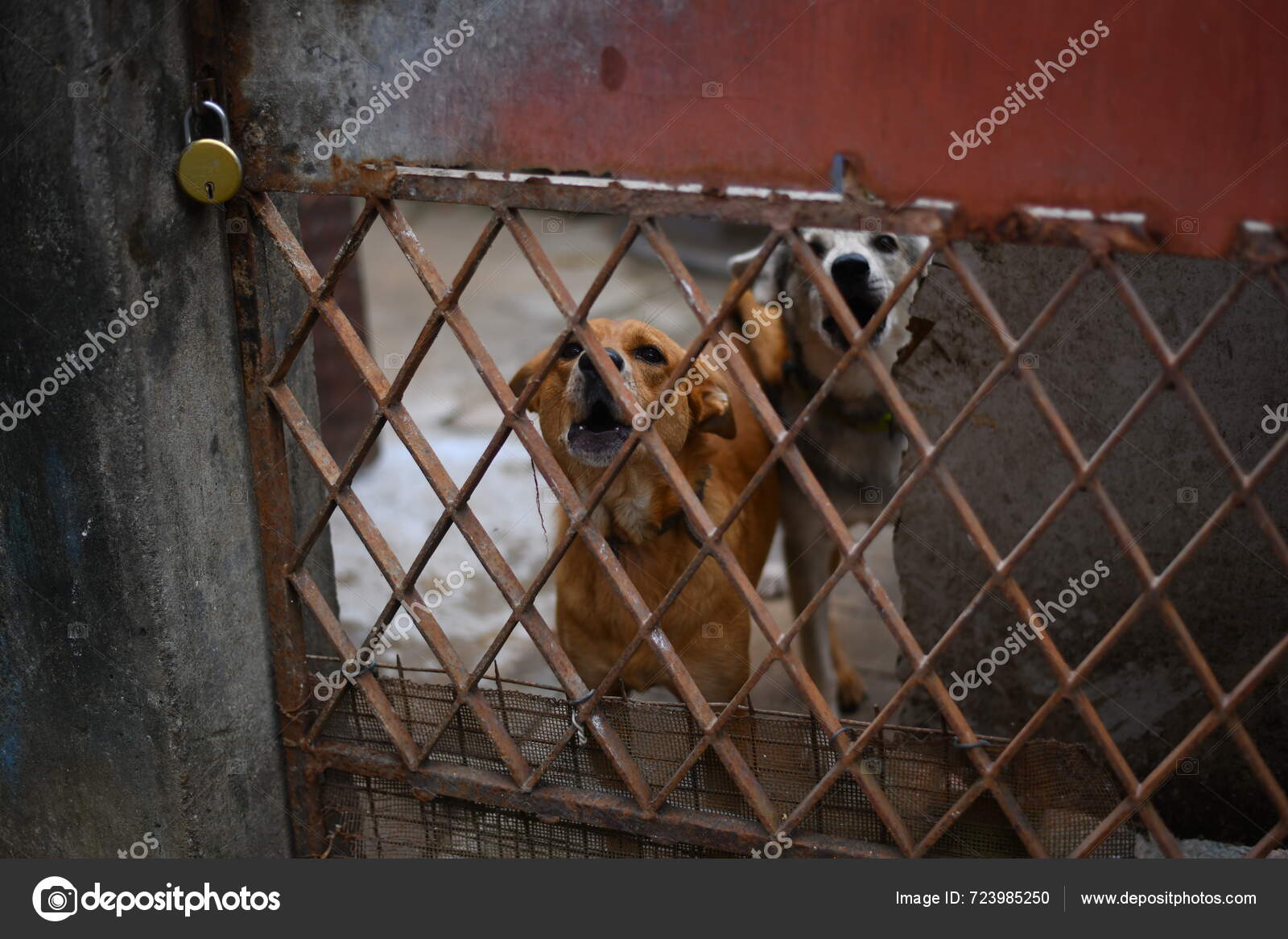 Angry Dogs Barking Gate Stranger Entered — Stock Photo ...