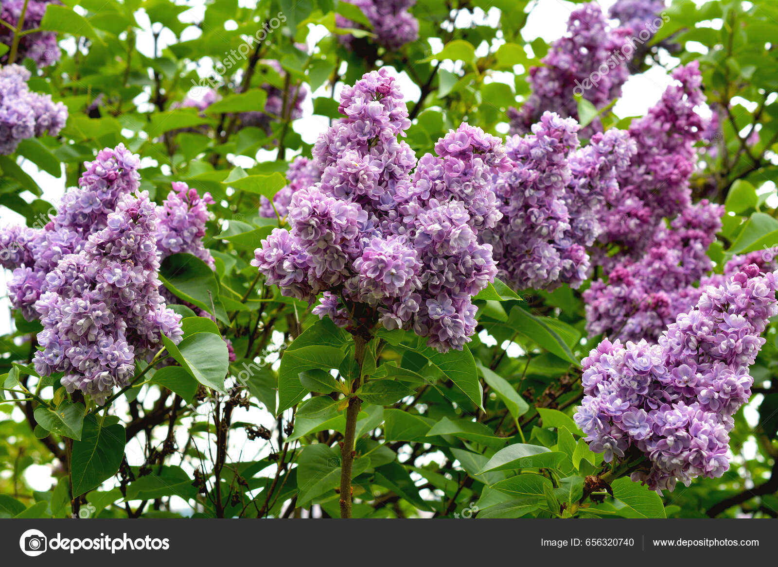 Syringa Vulgaris Beautiful Purple Blossoms Blooming Lilacs Pleasant ...