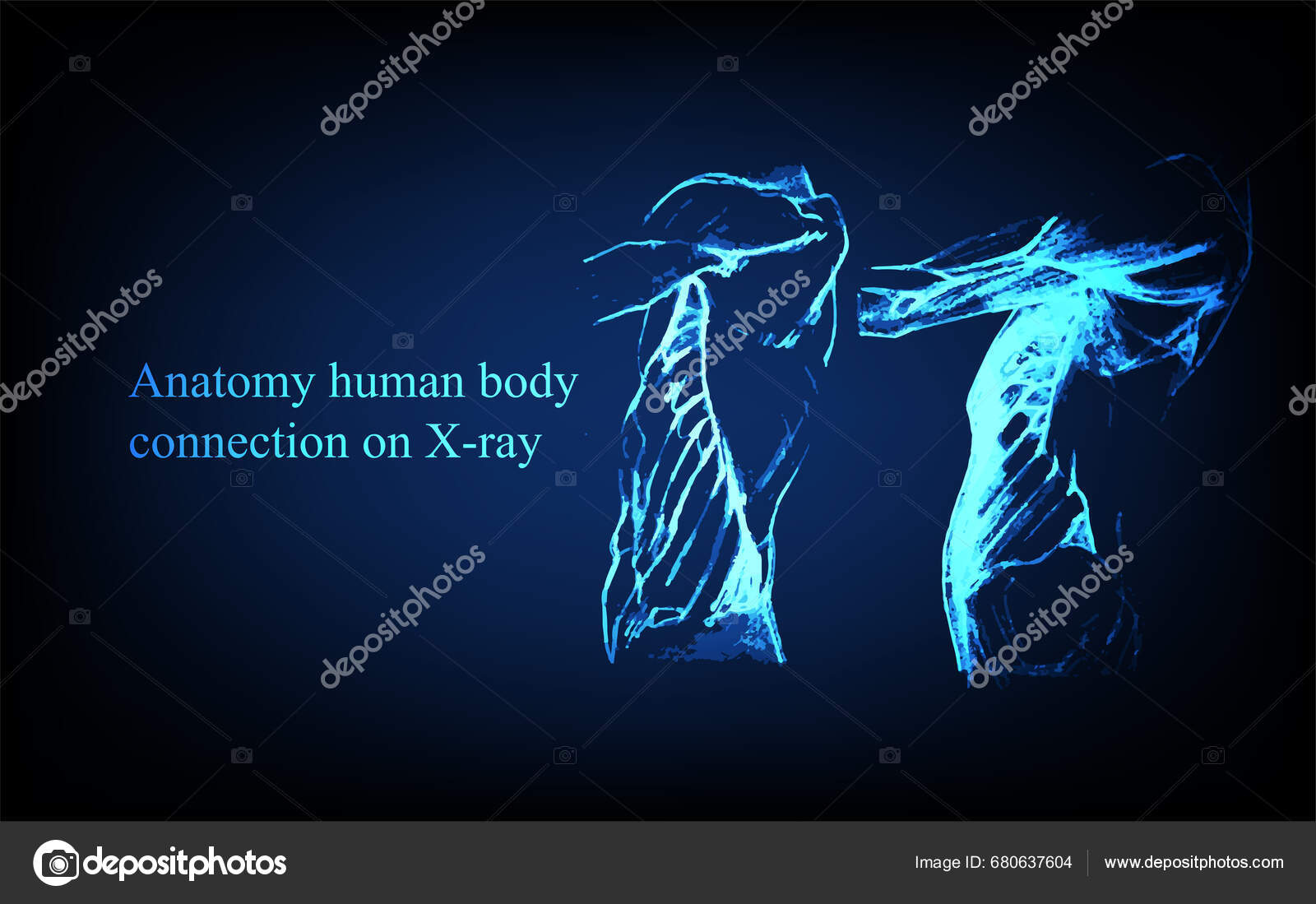 Human Anatomy Front Ray View Anatomy Human Body Connection Medical ...