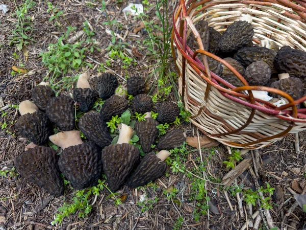 Fotos de Funghi morchella, Imagens de Funghi morchella sem royalties ...