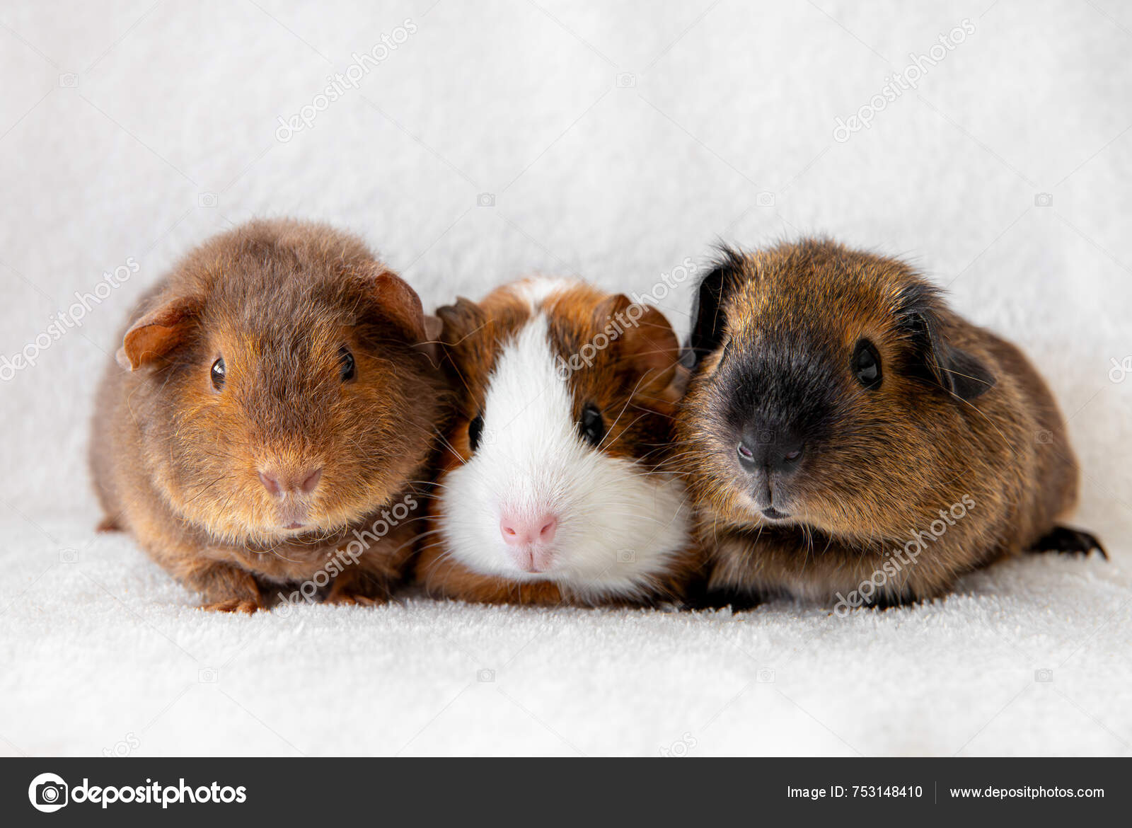 Guinea Pig Domestic Guinea Pig Cavia Porcellus Known Cavy Domestic ...