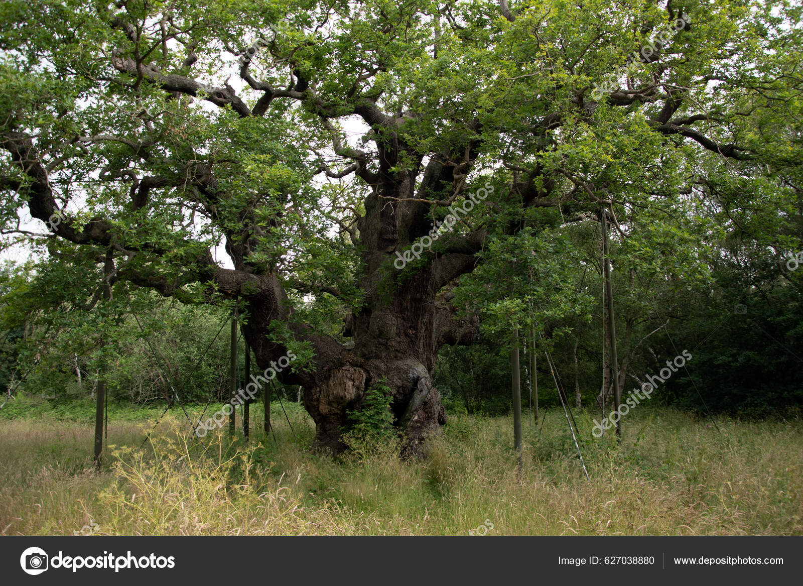 Big Oak Tree Forest
