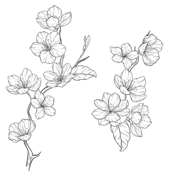 Floral Line Art Sakura Flower Outline Illustration Set Hand Painted ...