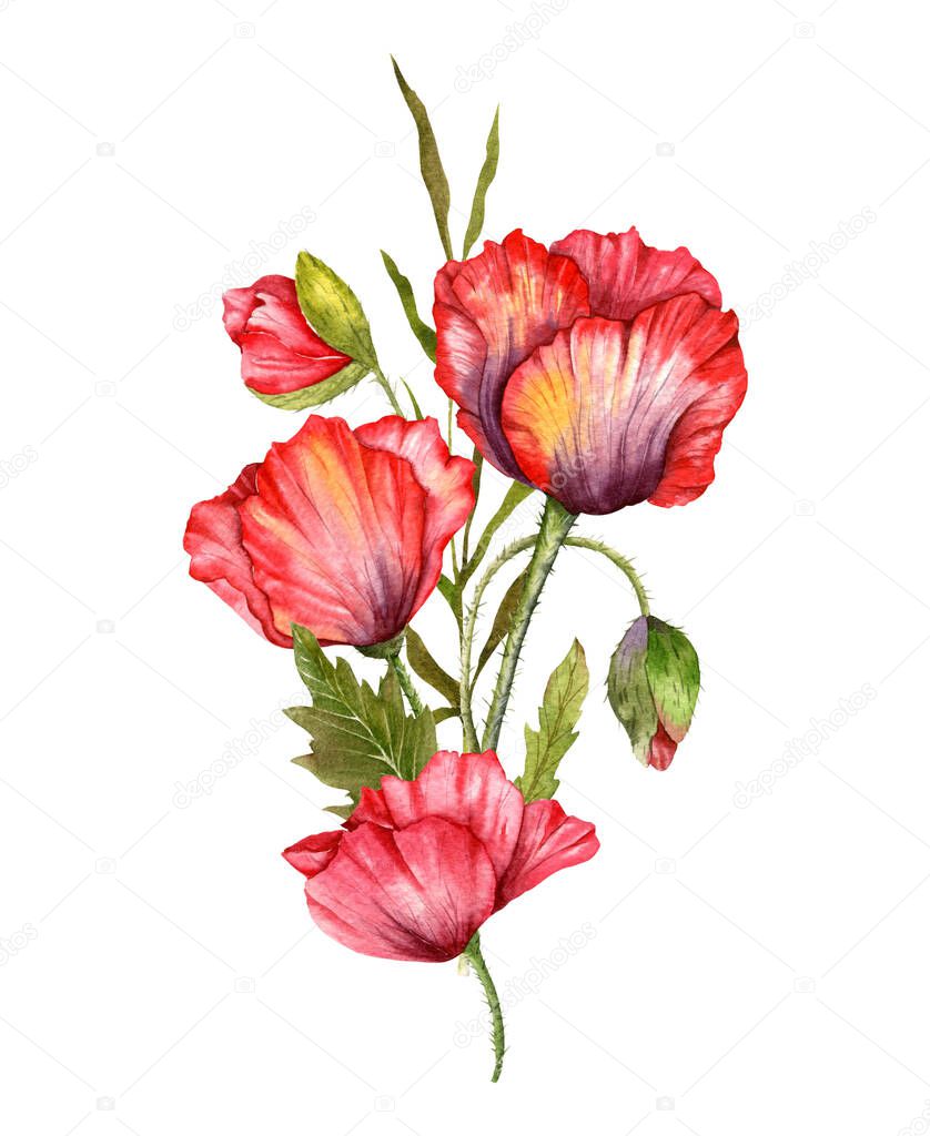 Flores de amapola roja Ilustración de acuarela, ramo de flores ...
