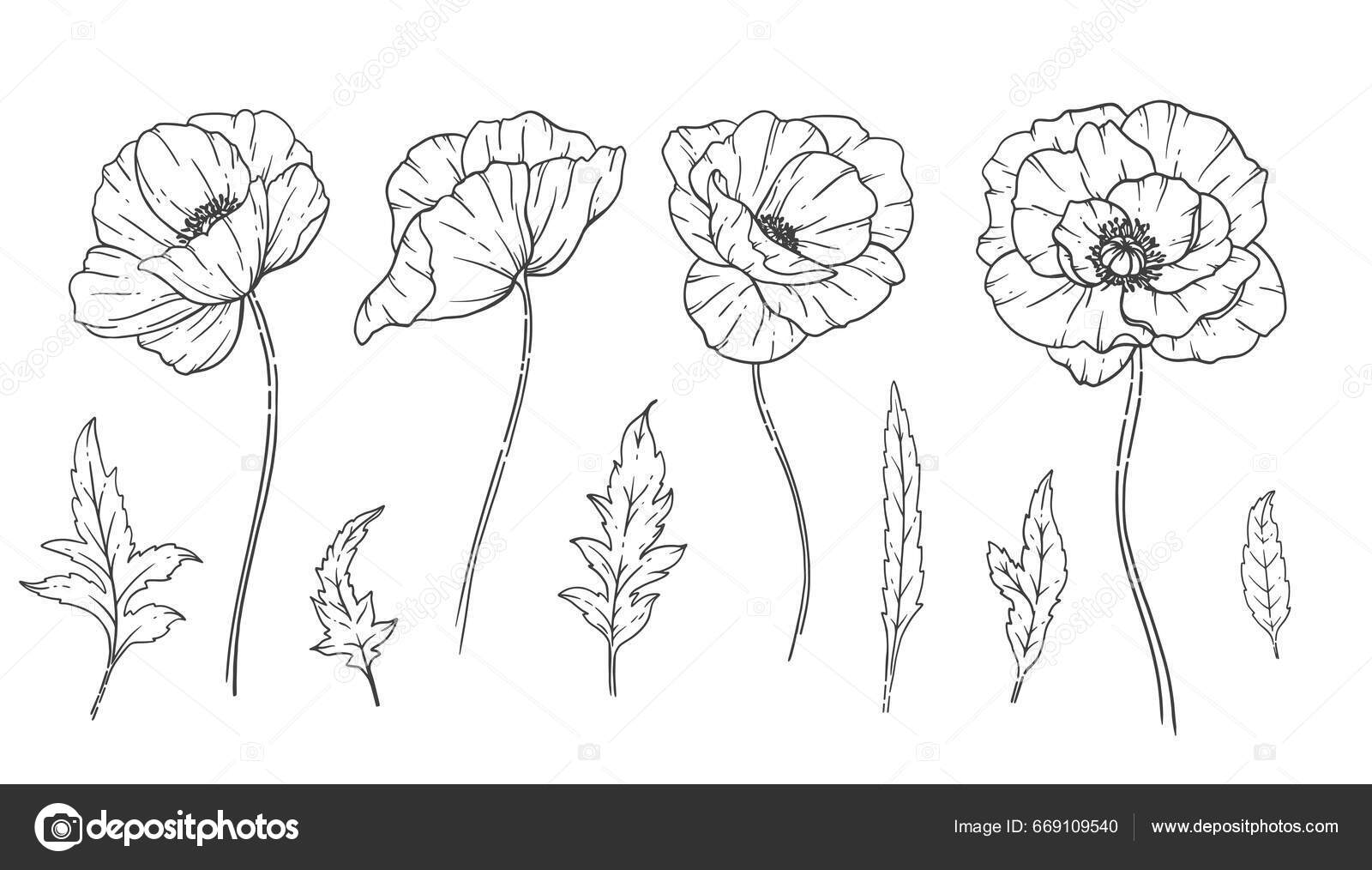 Poppy Flower Line Art Fine Line Poppy Bouquets Hand Drawn Stock Vector ...