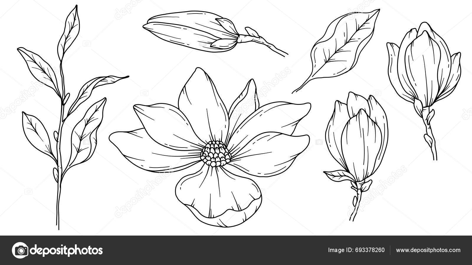 Magnolia Line Drawing Ramos Florales Blanco Negro Página Para Colorear ...