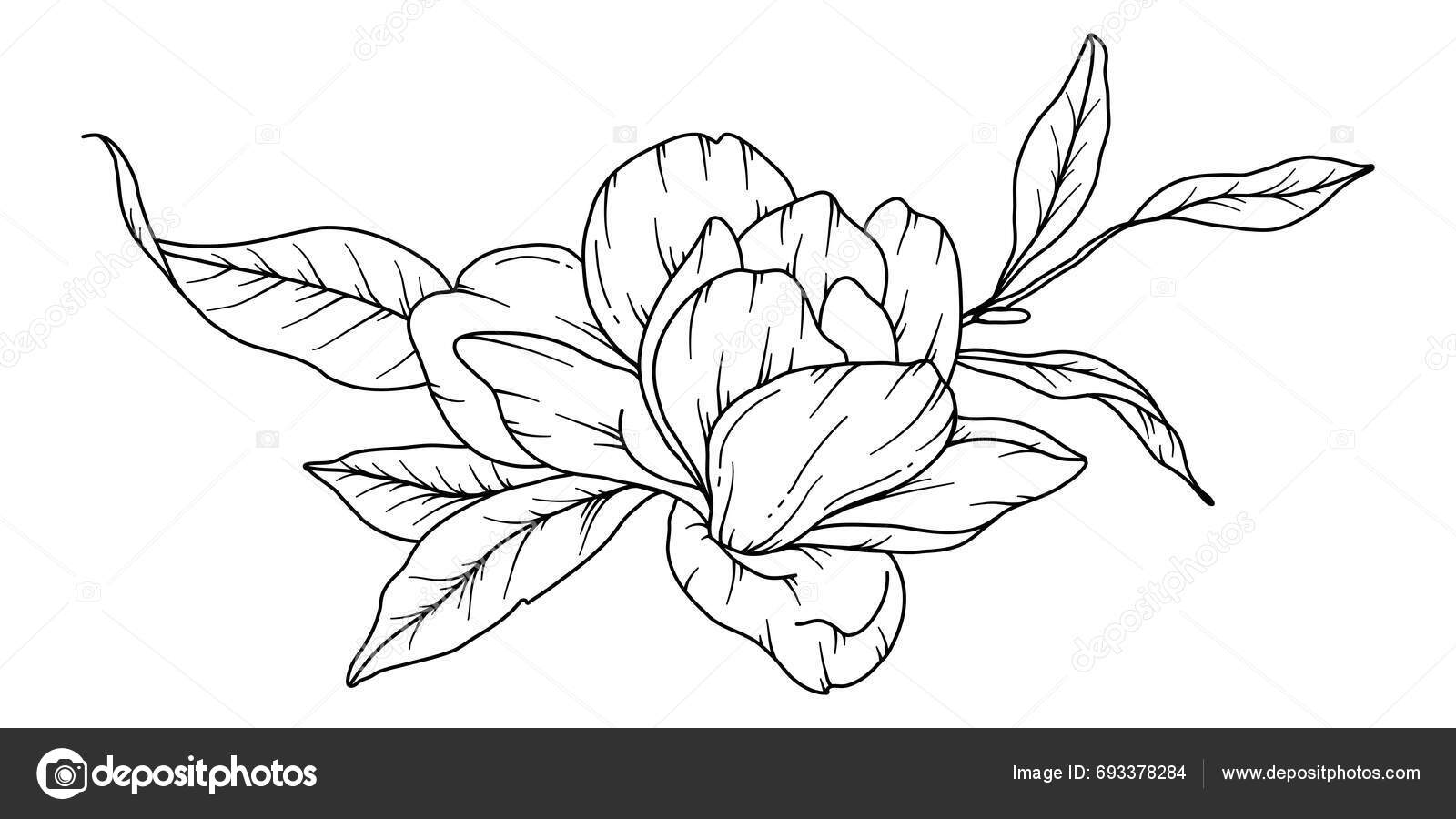 Magnolia Line Drawing Jalan Floral Hitam Dan Putih Halaman Warna Vektor ...