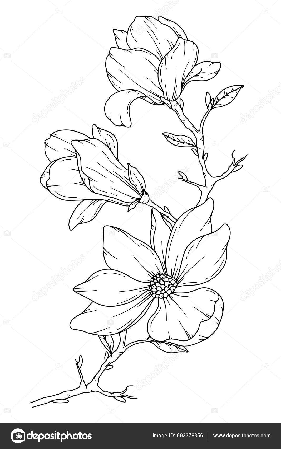 Magnolia Line Drawing Ramos Florales Blanco Negro Página Para Colorear ...