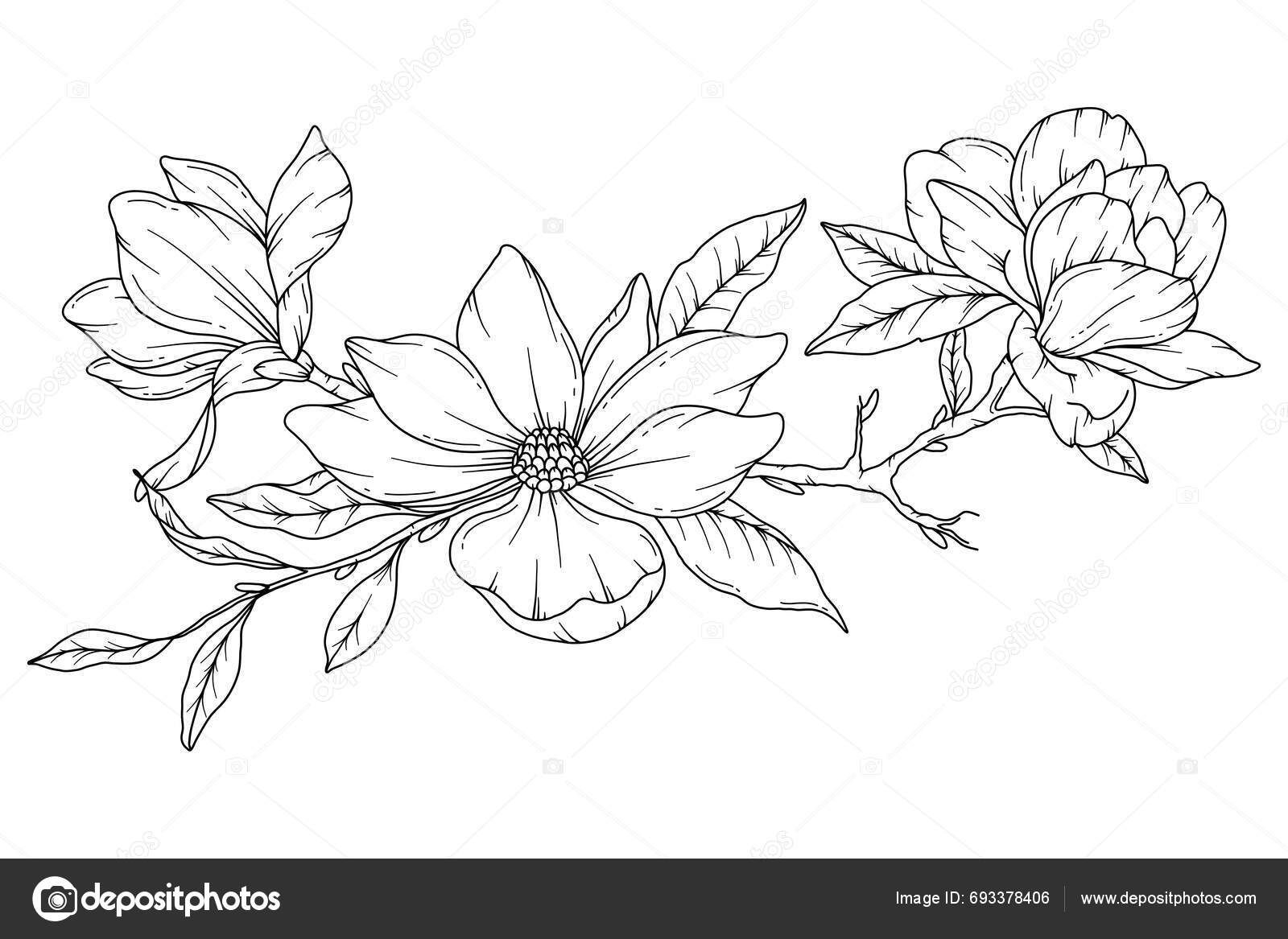 Magnolia Line Drawing Jalan Floral Hitam Dan Putih Halaman Warna Vektor ...