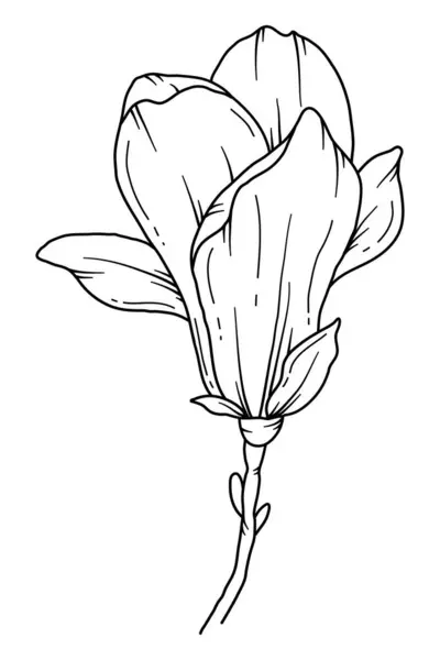 Peony Line Drawing Ramos Florales Blanco Negro Página Para Colorear ...