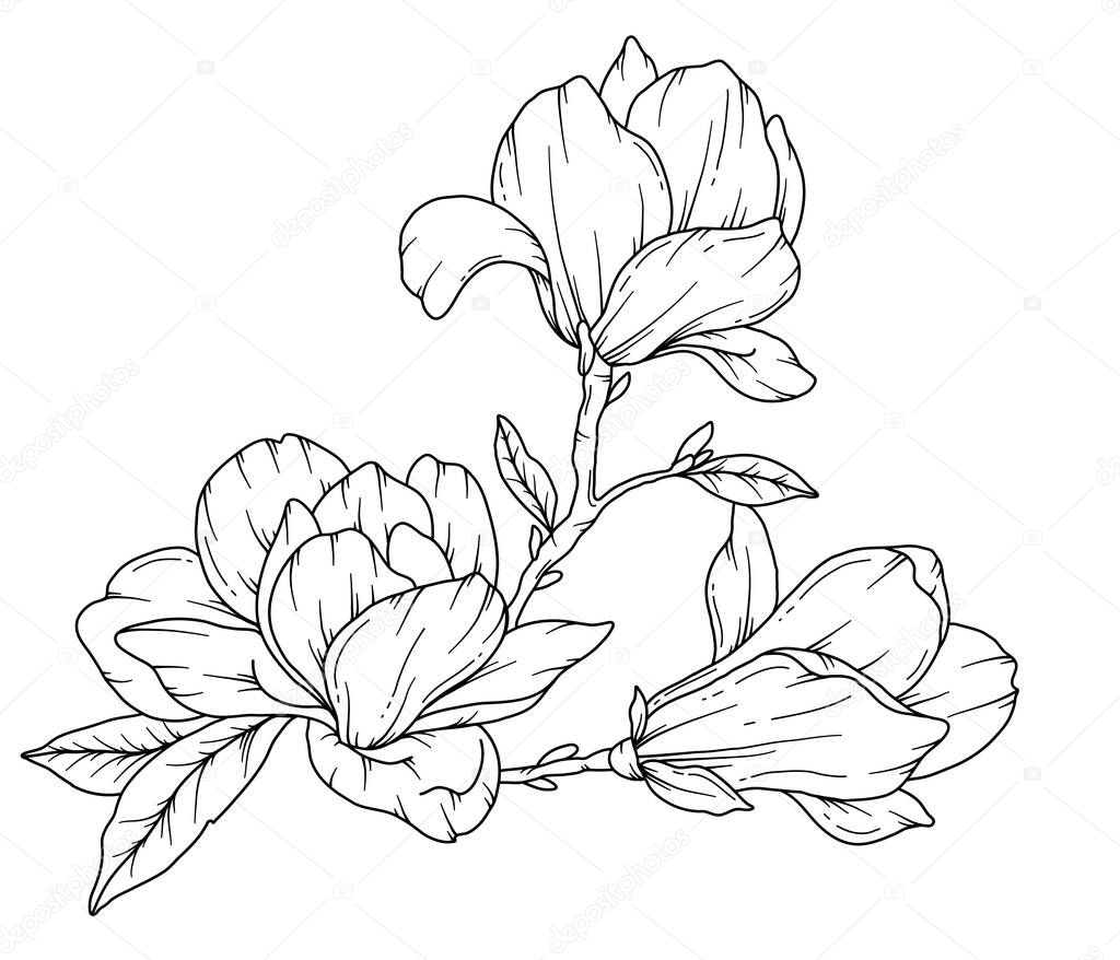 Manolya Çizgisi Çizimi Siyah Beyaz Çiçek Buketleri Çiçek Rengi Sayfası ...