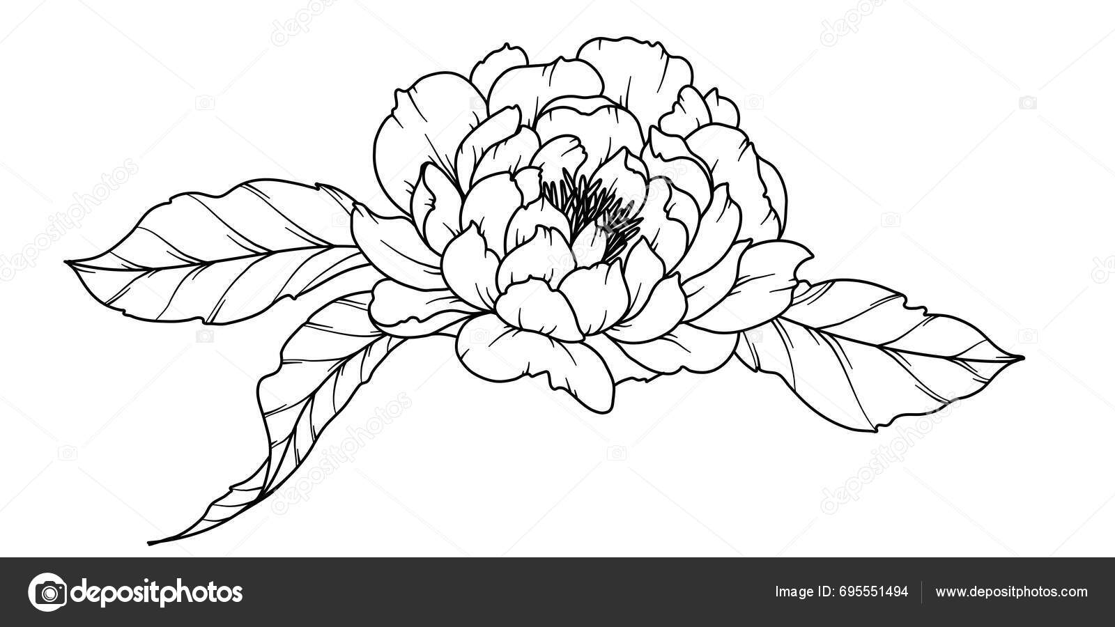 Peony Line Drawing Ramos Florales Blanco Negro Página Para Colorear ...