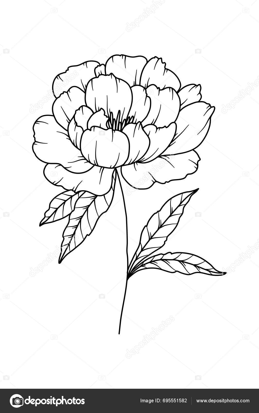 Peony Line Drawing Ramos Florales Blanco Negro Página Para Colorear ...