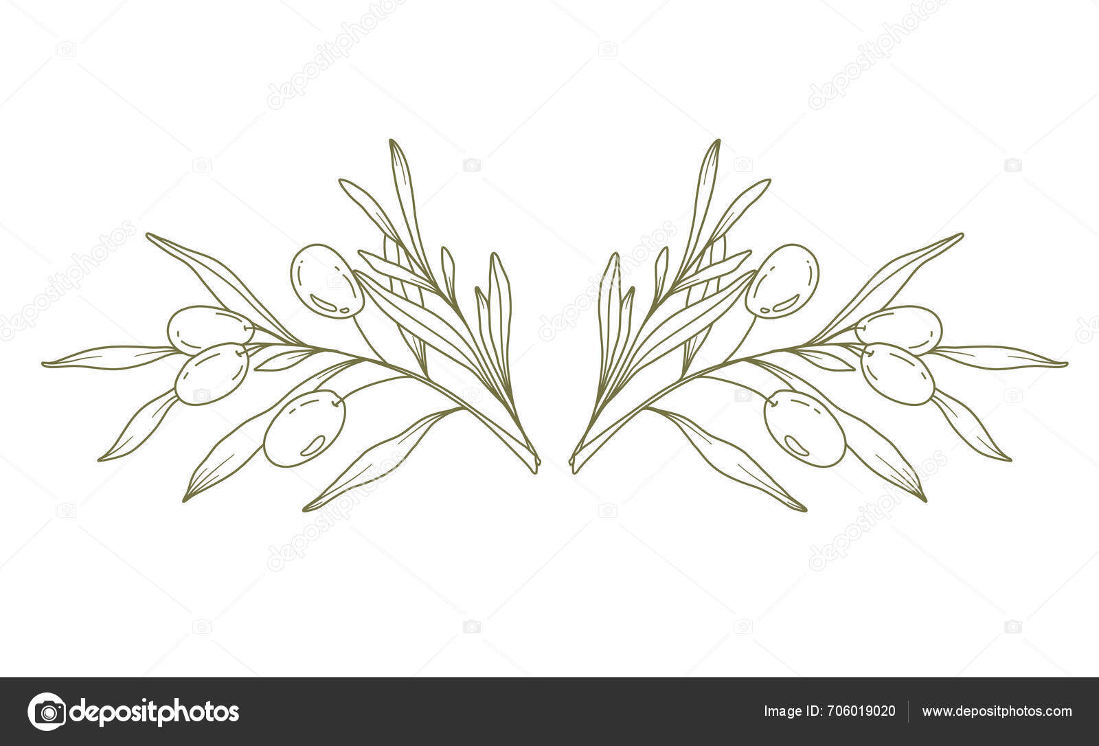 Olive Branch White Background Vector Illustration Olives Line Drawing ...