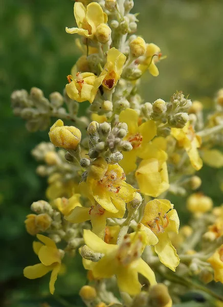 Mullein flower or bear's ear is a biennial herbaceous medicinal plant ...