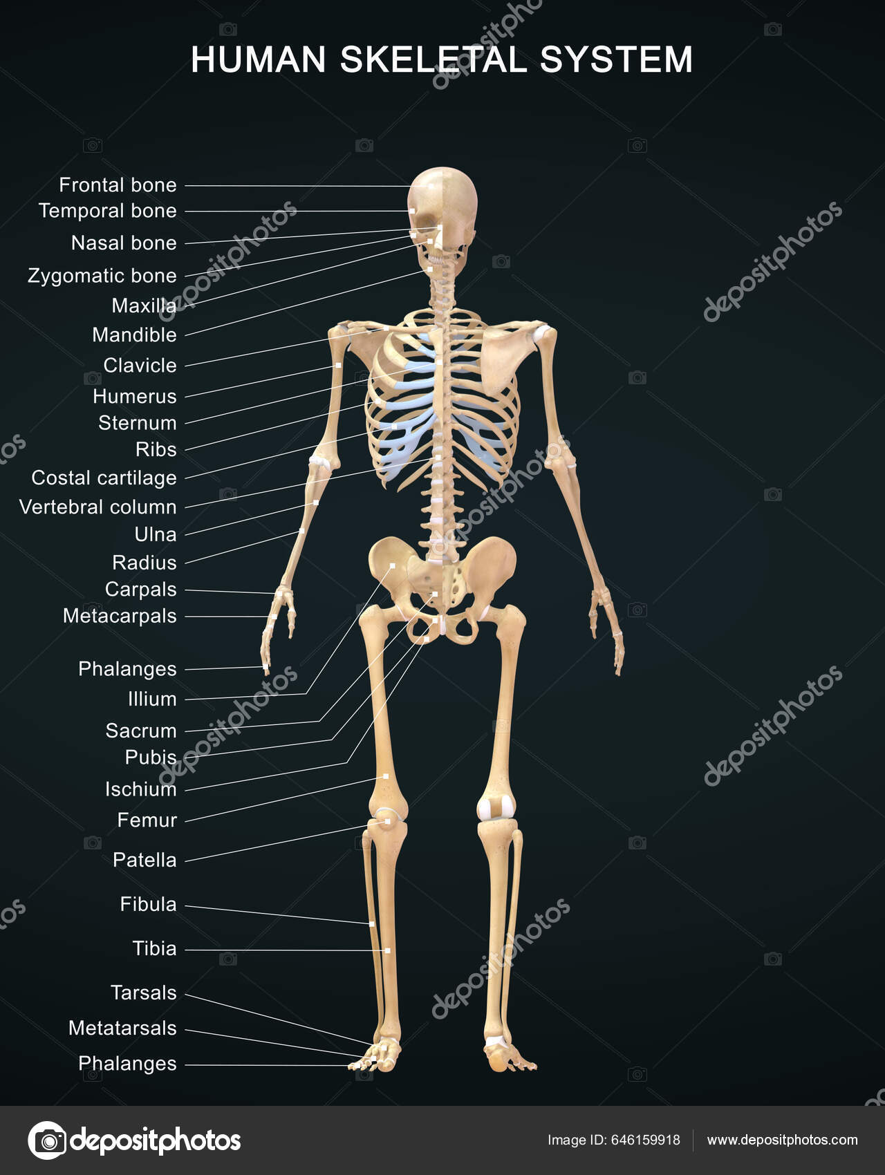 Skeletal System Labels