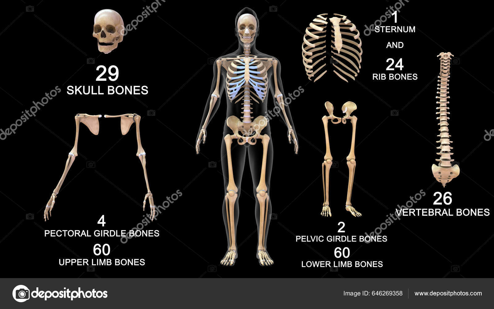 Human Skeletal System Anatomy Total Bones Illustration — Stock Photo ...