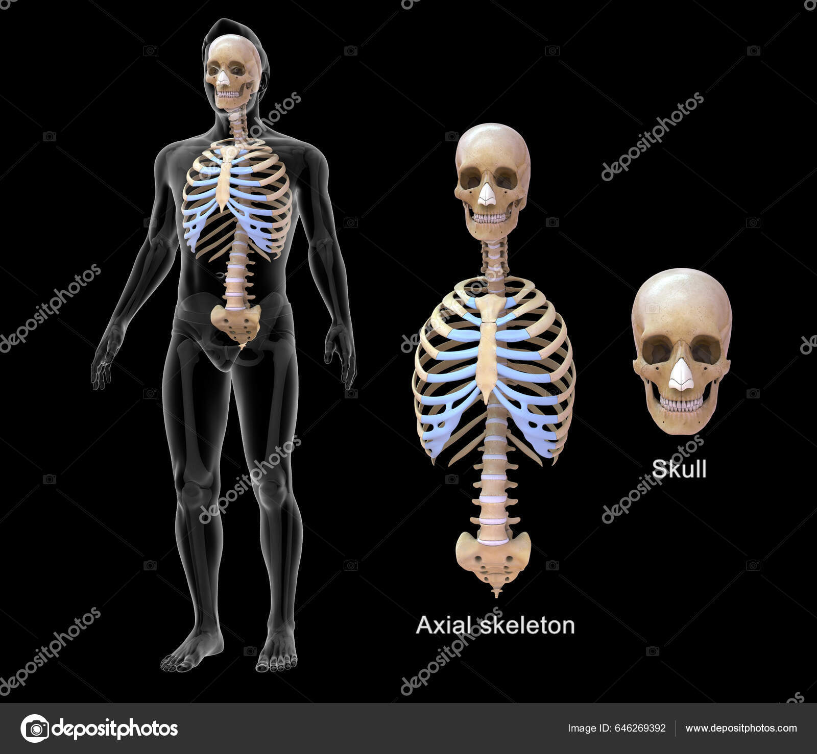 Esqueleto Apendicular Esqueleto Apendicular | Qué Es, Definición,