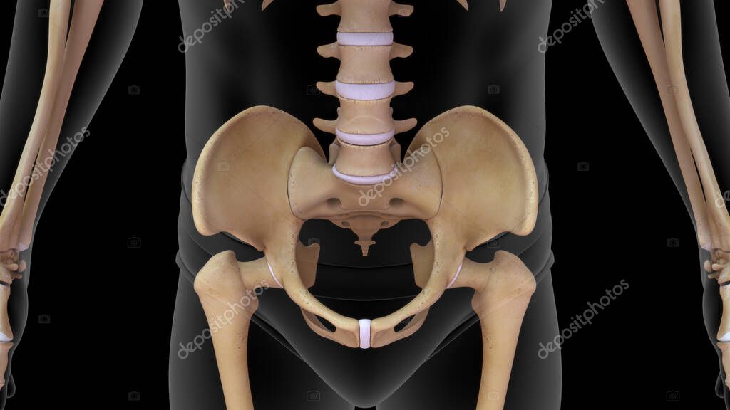 ilustración 3d del hueso de la cadera humana en el cuerpo humano 3d ...