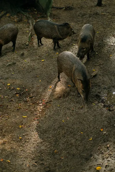 Where to watch king of pigs Stock Photos, Royalty Free Where to watch ...