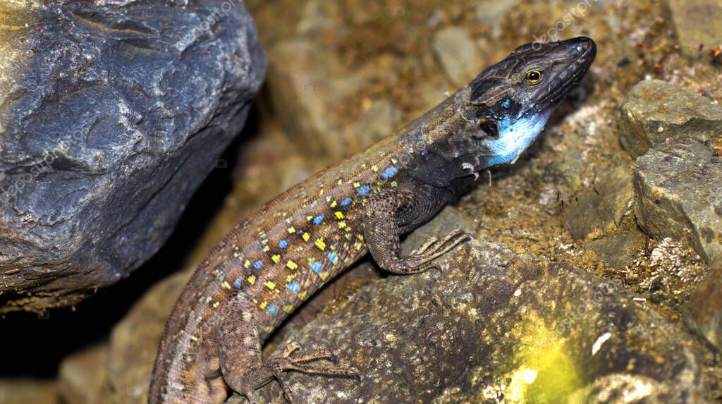 Lagarto de La Palma, Lagarto considerable, Lagarto de pared, Lagarto ...