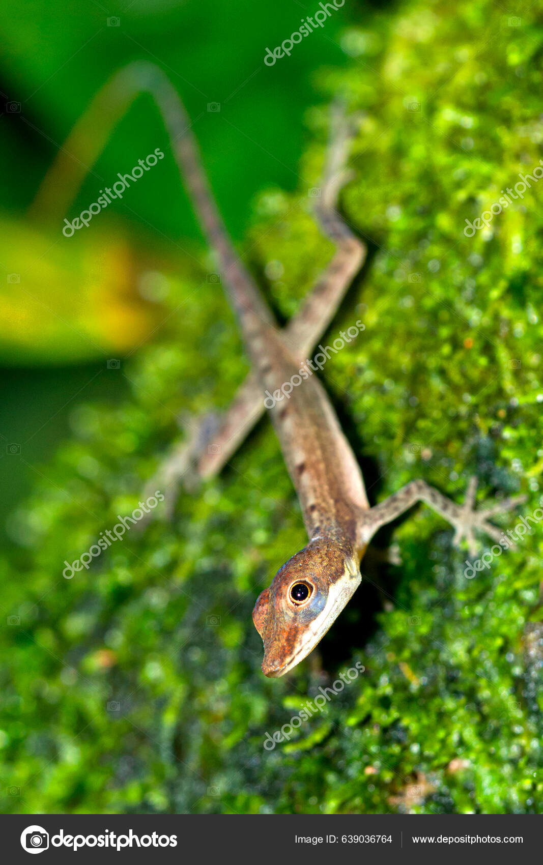 Anolis Anole Lizard Tropical Rainforest Costa Rica America Stock Photo ...
