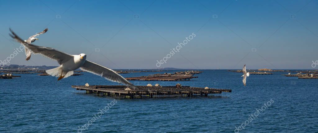 Mussel Aquaculture Rafts Batea, Mussel Growing Sea Platform, Batea ...