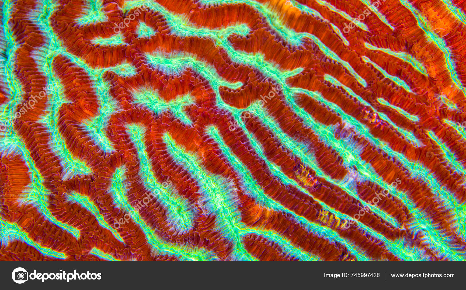 Brain Coral Stony Coral Reef Building Corals Coral Reef Bunaken — Stock ...