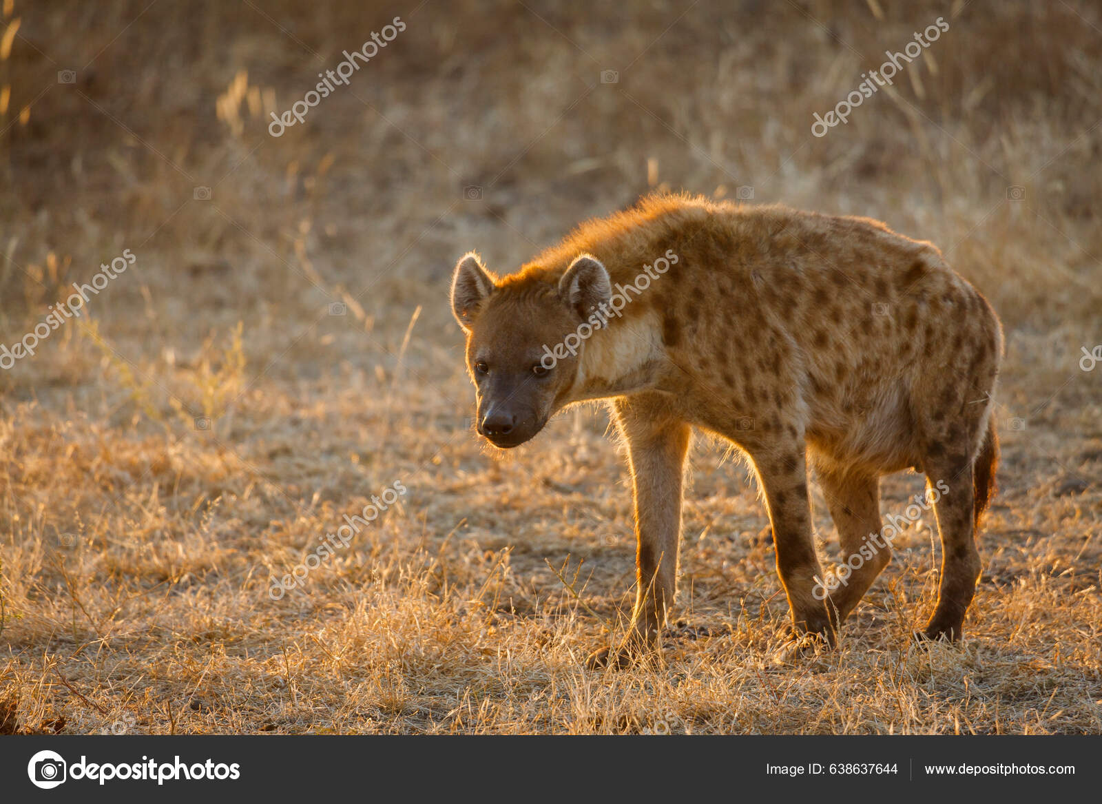 Spotted Hyena Laughing