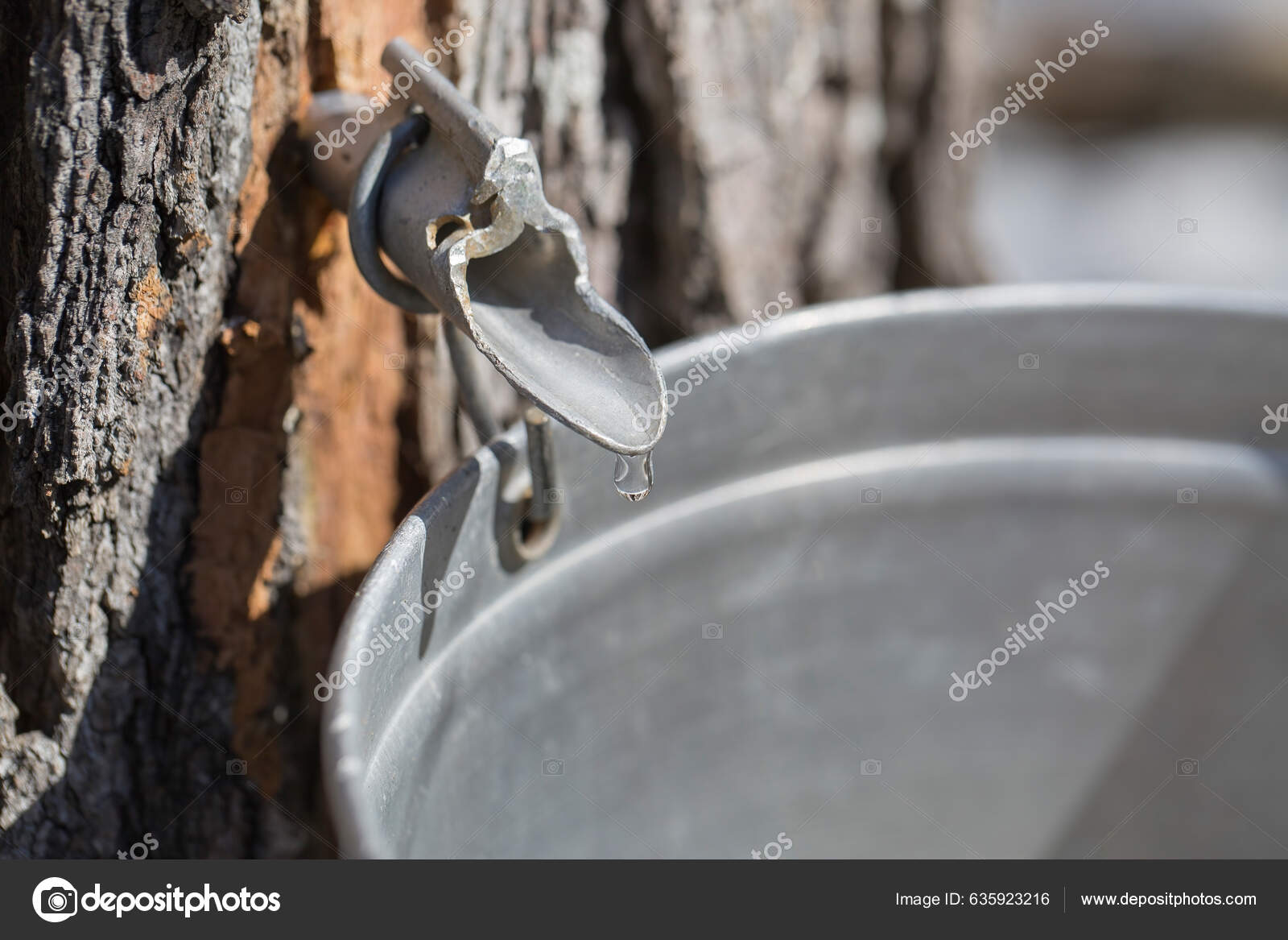 Maple Tree Sap Dripping