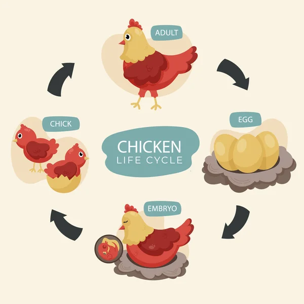 Ciclo de vida del pollo imágenes de stock de arte vectorial | Depositphotos