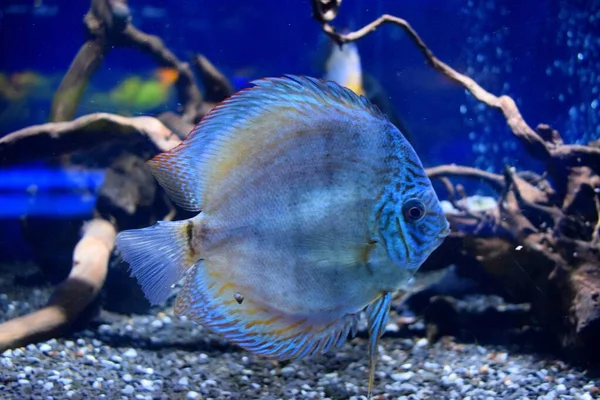Poissons discus blue diamond images libres de droit, photos de Poissons ...