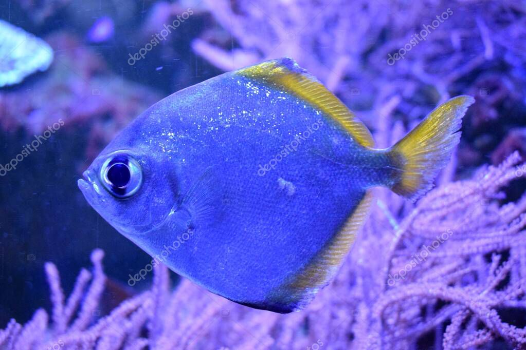 Monodactylidae es una familia de peces óseos perciformes comúnmente ...