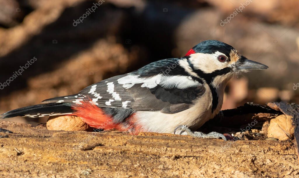 Gran p jaro carpintero manchado, Dendrocopos major. El macho se sienta ...