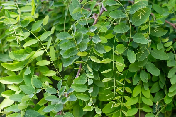 Leaves of mung beans Stock Photos, Royalty Free Leaves of mung beans ...