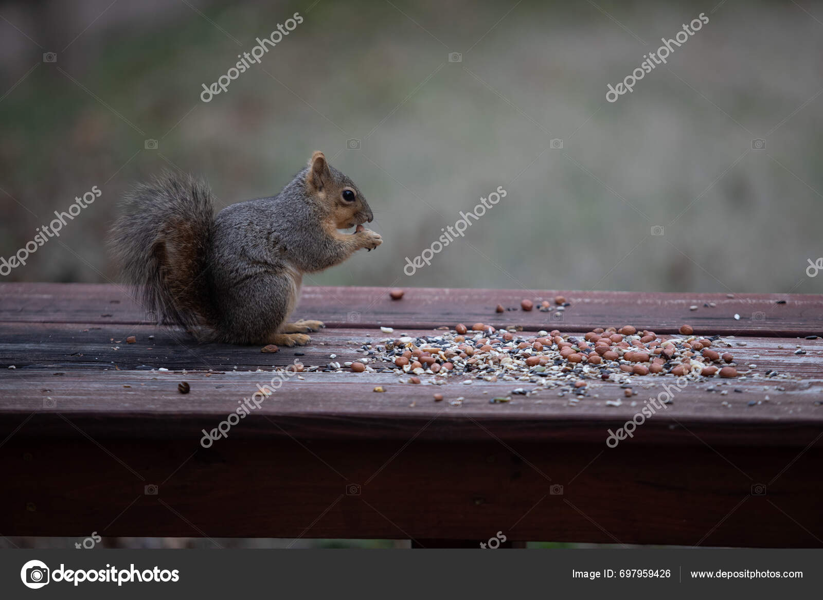 Fox Squirrel Sciurus Niger Nuts Seeds High Quality Photo Expressions ...