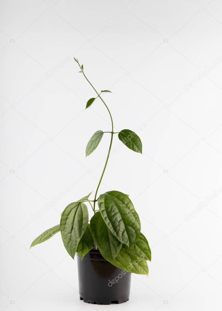 Pequeño brote de Bleeding Heart Vine, planta Clerodendrum thomsoniae en ...