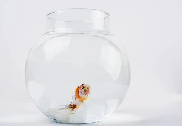 Empty fish bowl Stock Photos, Royalty Free Empty fish bowl Images ...