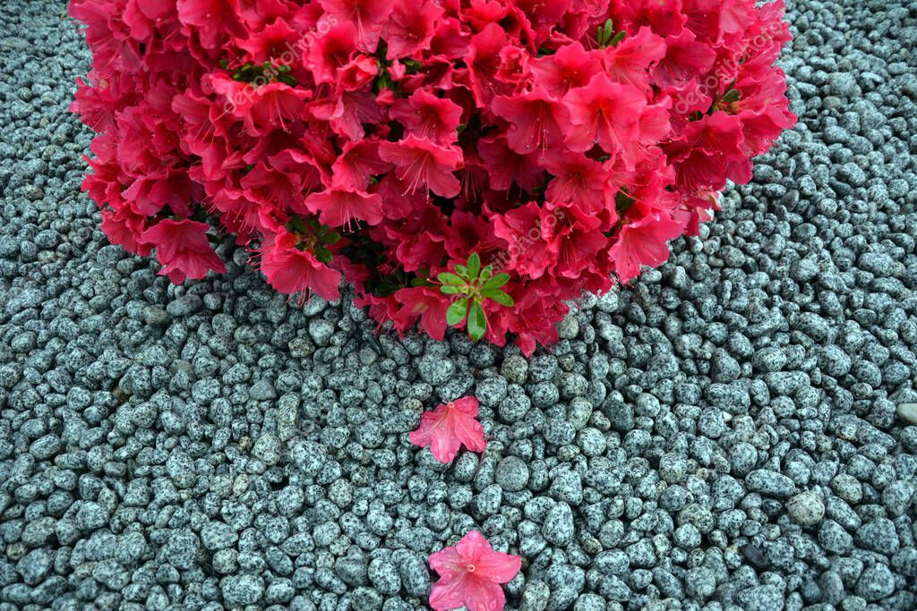 A bush of beautiful red azalea flowers in the garden on pebbles in the ...