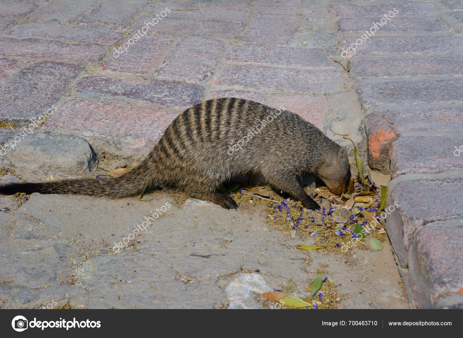 Mongoose Mungo Animal Runs Stone Paths Bright Sun Animals Natural ...