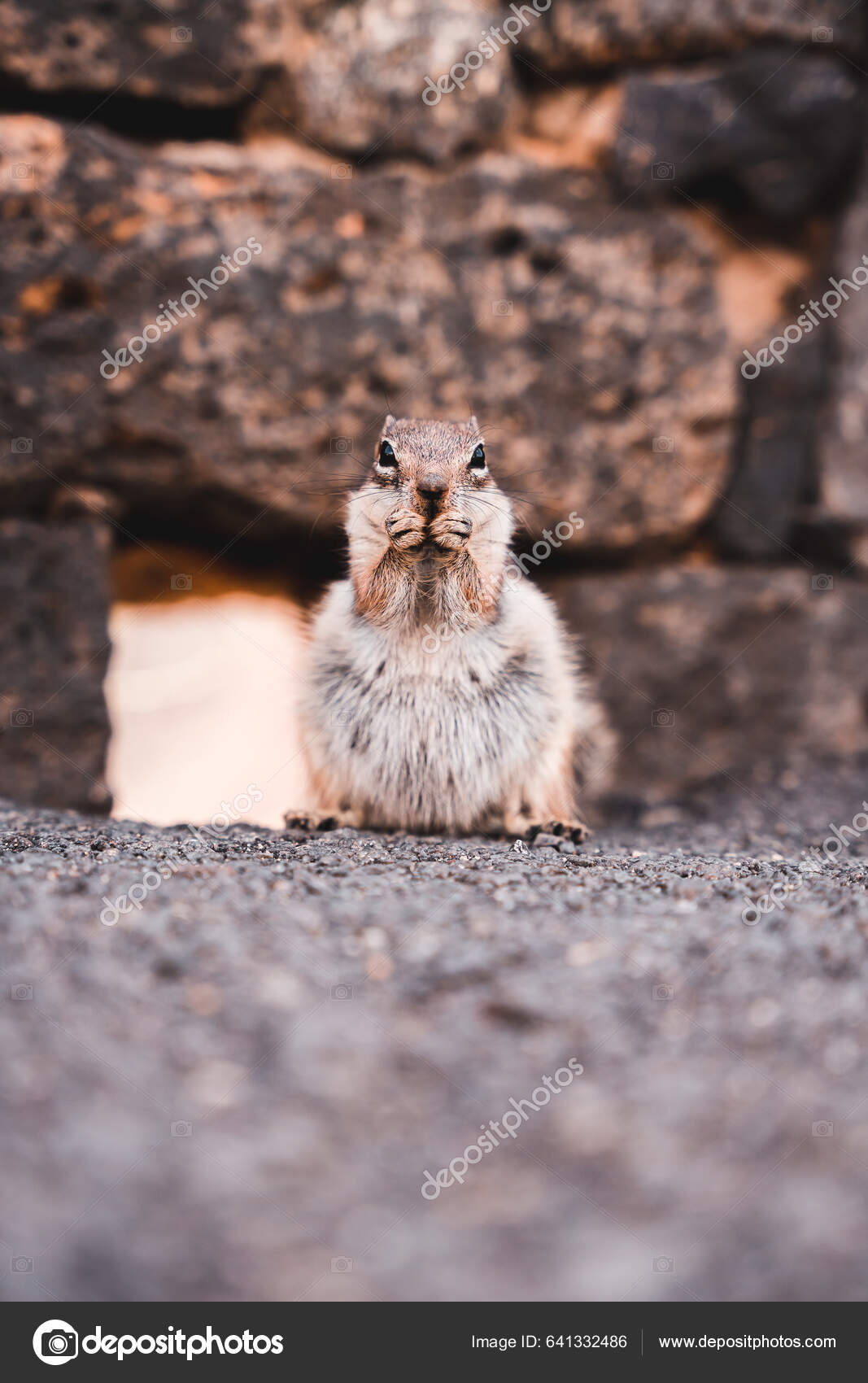 Grand Canyon Cute Animals