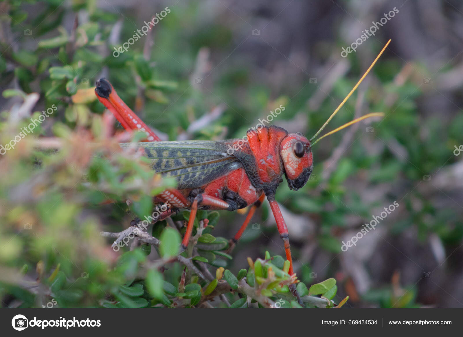 Red Locust Insect Desert Stock Photo by ©david9122 669434534